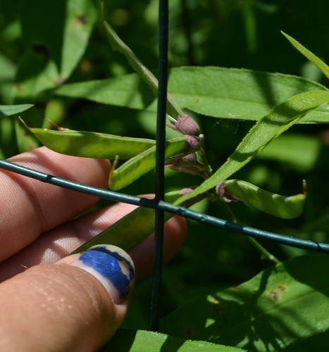 Lathyrus venosus - PictureThis