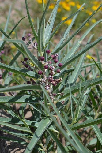 Lechosilla (Asclepias brachystephana) - PictureThis