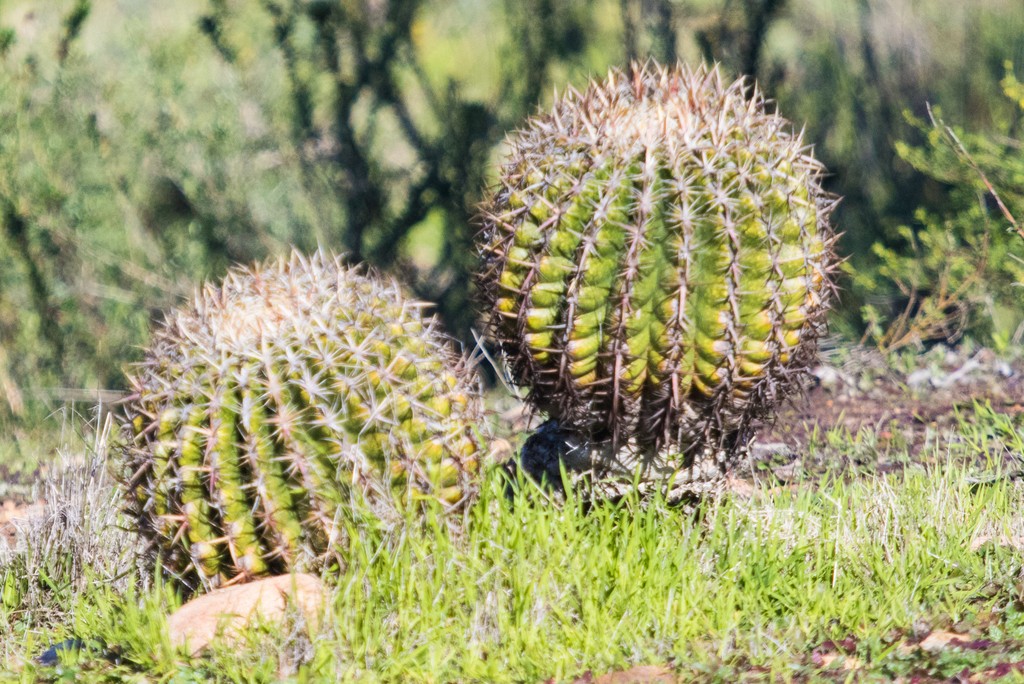 Biznaga barril verdosa (Ferocactus viridescens) - PictureThis