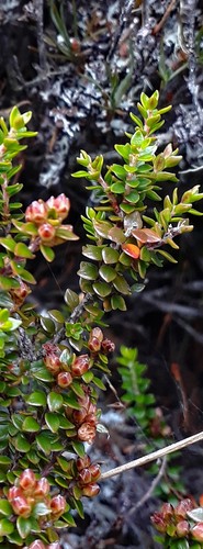Epacris alpina - PictureThis