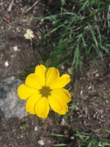 How to Grow and Care for Stiff tickseed