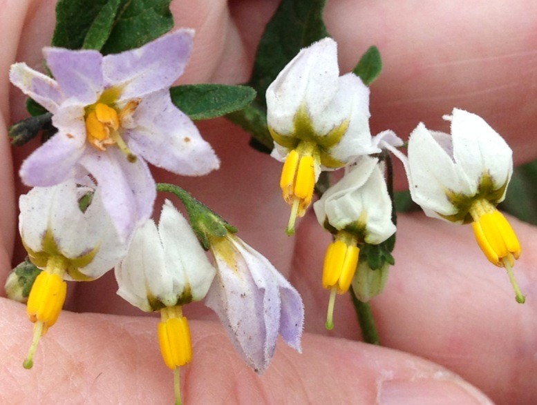 Nightshades Care (Watering, Fertilize, Pruning, Propagation) - PictureThis