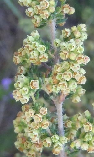 Erica leucopelta Flower, Leaf, Care, Uses - PictureThis
