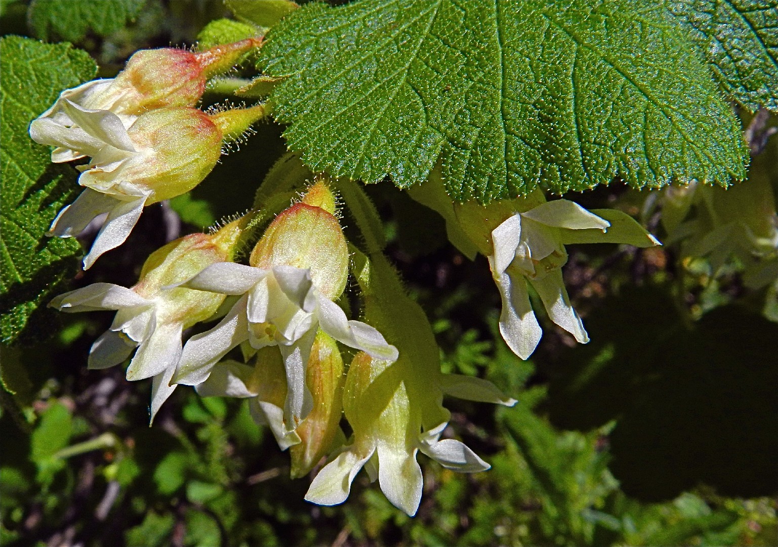 Ribes viscosissimum - PictureThis