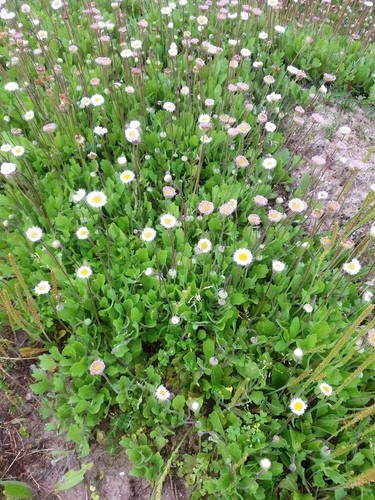 Corpus christi fleabane (Erigeron procumbens) Flower, Leaf, Care, Uses ...