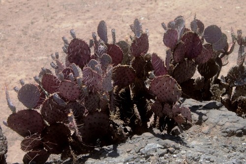 Nopal morado (Opuntia gosseliniana) - PictureThis