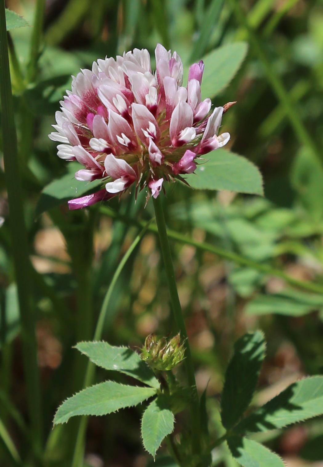 Trifolium longipes - PictureThis