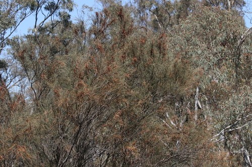 Drooping she-oak (Allocasuarina verticillata) Flower, Leaf, Care, Uses ...