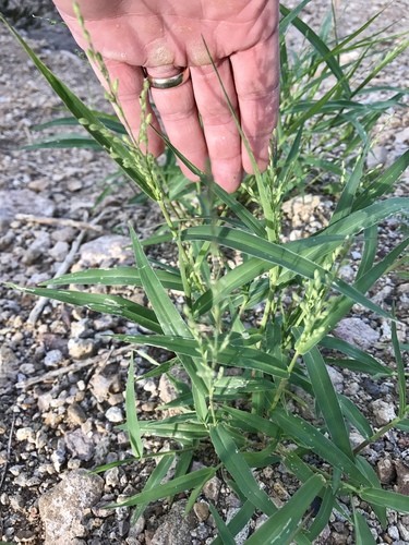 Panicum hirticaule - PictureThis