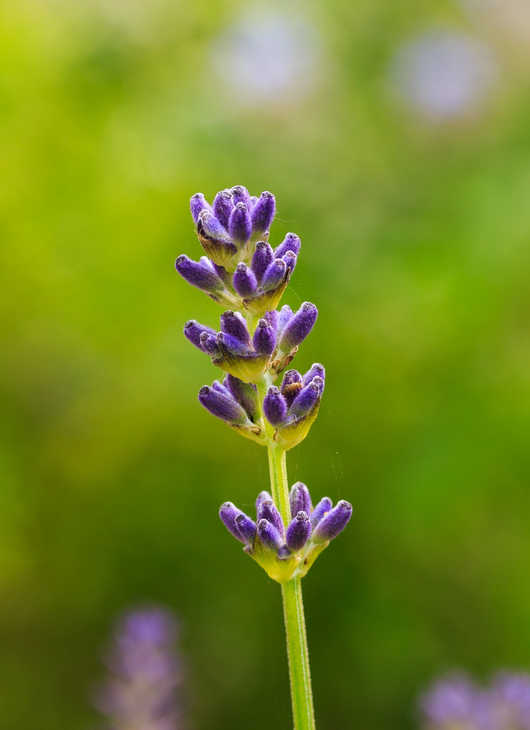 Spike lavender (Lavandula latifolia) Flower, Leaf, Care, Uses - PictureThis