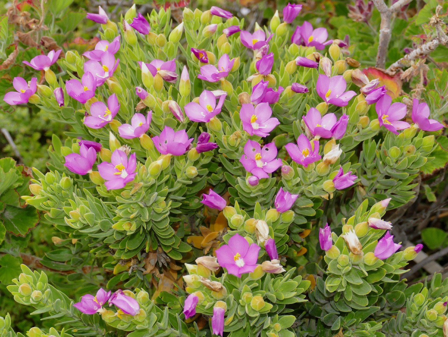 Orphium frutescens - PictureThis