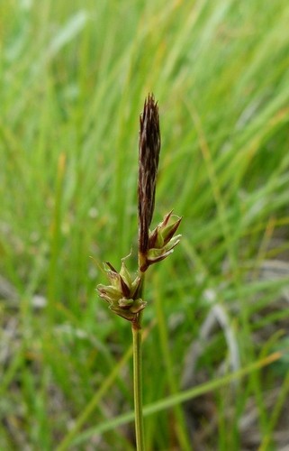 Carex lucorum - PictureThis