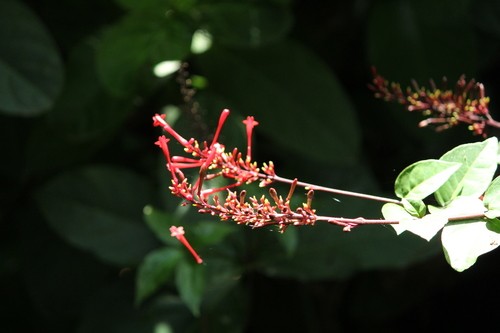 How to Plant and Grow Firespike(Thyrsacanthus tubaeformis)