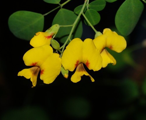 Goodia lotifolia - PictureThis