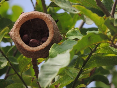 Lecythis Flower, Leaf, Care, Uses - PictureThis