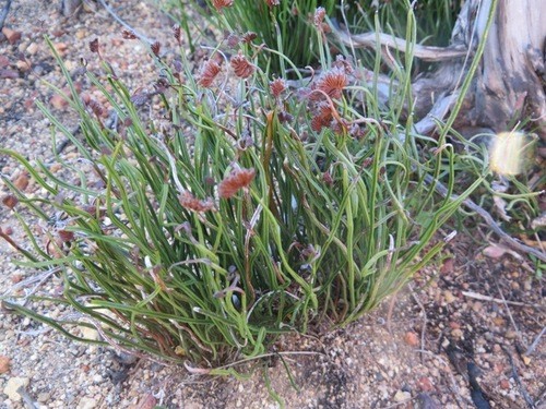 Toothbrush fern (Schizaea pectinata) Flower, Leaf, Care, Uses - PictureThis