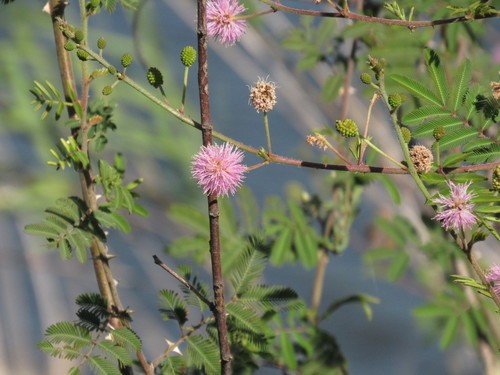 Mimosa asperata - PictureThis