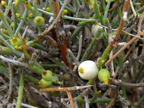 Lacomucinaea lineata - PictureThis