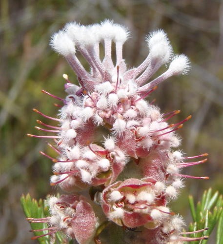 Paranomus abrotanifolius - PictureThis