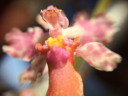 Trichocentrum Flower, Leaf, Care, Uses - PictureThis