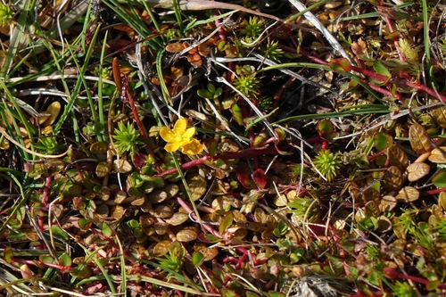 ️️ How to Prune Hypericum rubicundulum