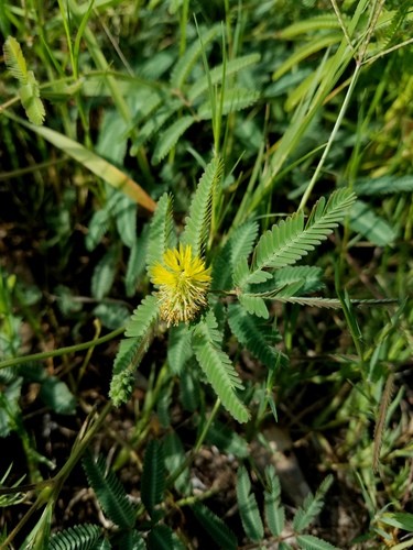 Tropical puff (Neptunia pubescens) Flower, Leaf, Uses - PictureThis