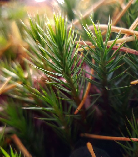 Polytrichum strictum - PictureThis