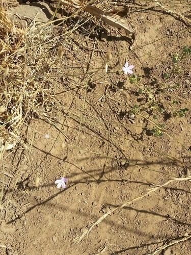 Dianthus strictus - PictureThis
