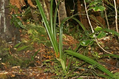 How to Plant and Grow Bush flax(Astelia fragrans)