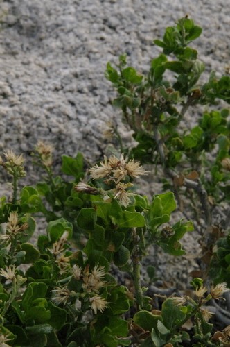 Cliff goldenbush (Ericameria cuneata) - PictureThis