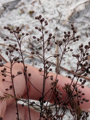 Lechea - PictureThis