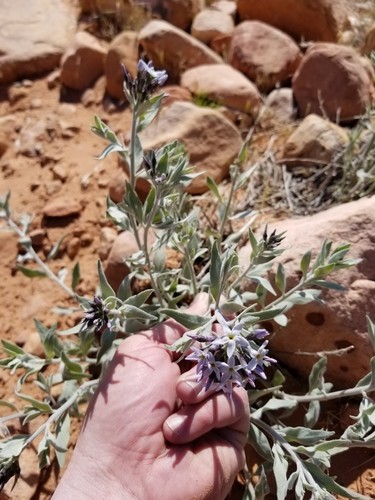 Amsonia tomentosa - PictureThis
