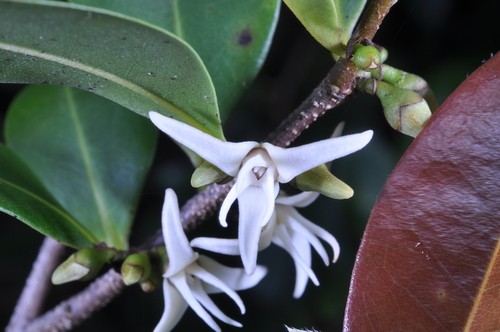 Xylopia Care (Watering, Fertilize, Pruning, Propagation) - PictureThis