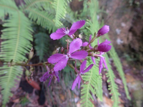 🌱 How to Propagate Stylidium productum