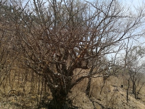 Cuajiote azul (Bursera fagaroides) - PictureThis
