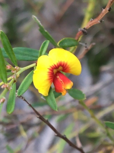 Bossiaea linophylla - PictureThis