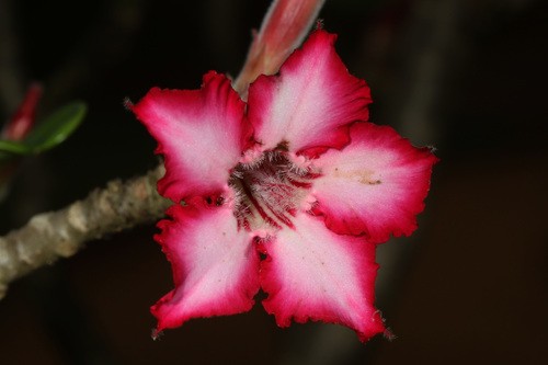 Adenium obesum subsp. multiflorum - PictureThis