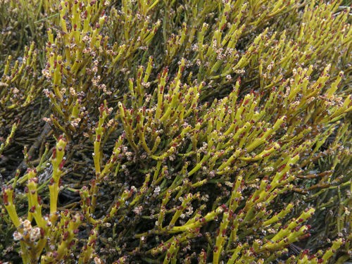 Exocarpos bidwillii - PictureThis