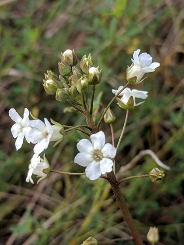 Pimpinelas de agua (Samolus) - PictureThis