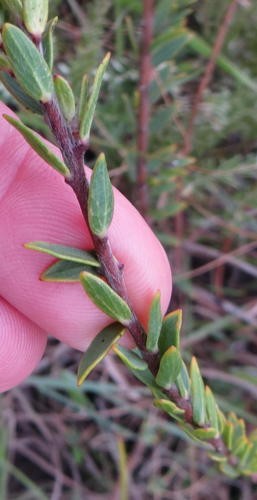 Gnidia anthylloides - PictureThis