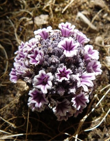 Desert christmas tree (Pholisma arenarium) Flower, Leaf, Care, Uses ...