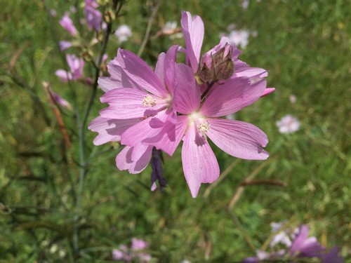 Sidalcea campestris - PictureThis