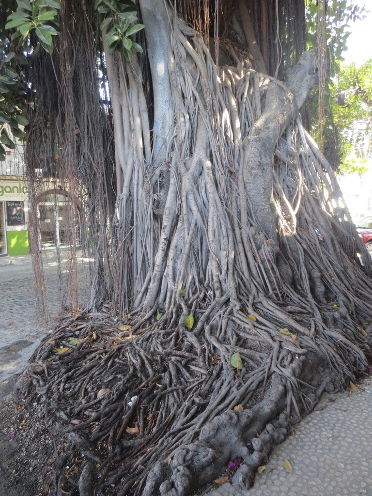Fig trees Care (Watering, Fertilize, Pruning, Propagation) - PictureThis