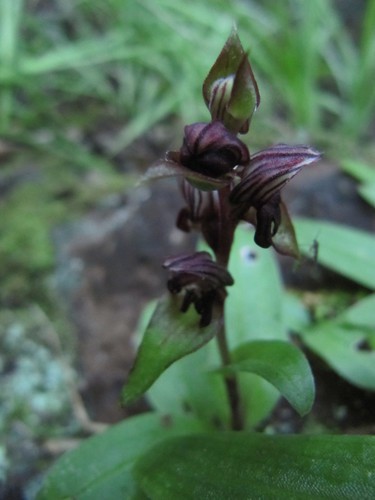 Satyrium bracteatum - PictureThis