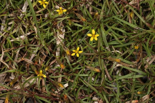 Sanddune chinchweed (Pectis glaucescens) Flower, Leaf, Care, Uses ...