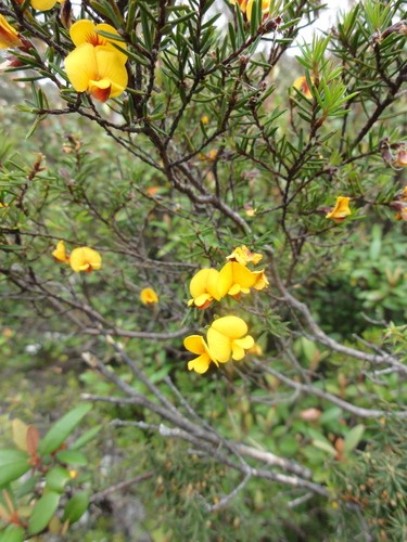 Common shaggy pea (Oxylobium ellipticum) Flower, Leaf, Care, Uses ...