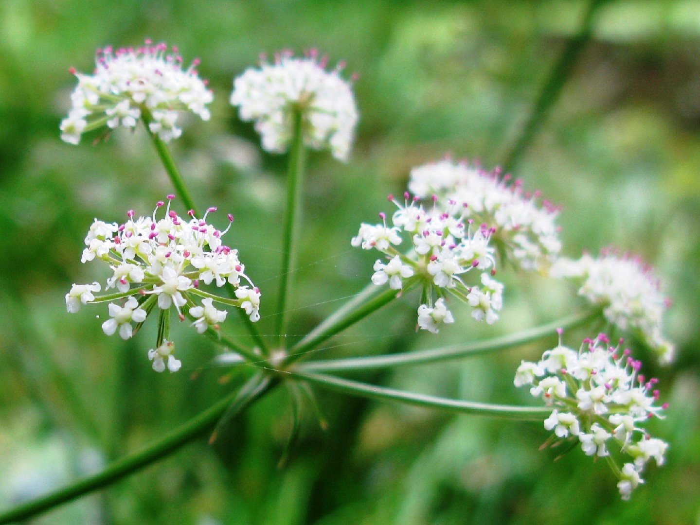 Sium suave - PictureThis