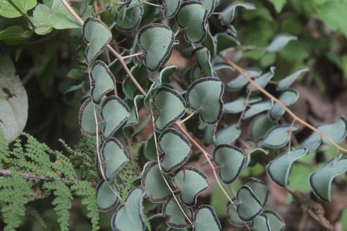 Ítamo real (Pellaea cordifolia) - PictureThis