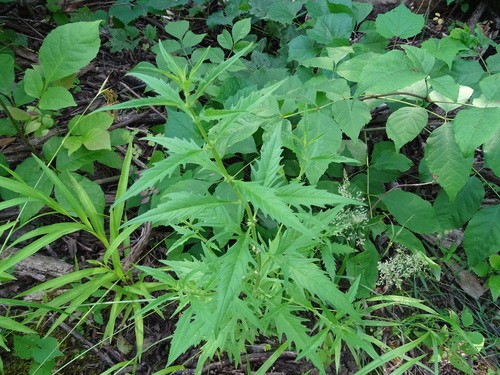 Lycopus americanus - PictureThis