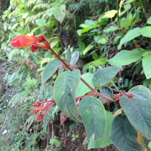 Moussonia deppeana Flower, Leaf, Care, Uses - PictureThis